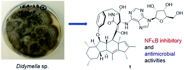Didymellanosine, a new decahydrofluorene analogue, and ascolactone C ...
