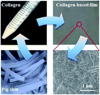 Characterization of biocompatible pig skin collagen and application of ...