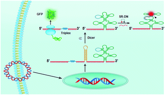 A single promoter system co-expressing RNA sensor with fluorescent proteins for quantitative ...