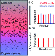 Residue-specific identification of phase separation hot spots of ...