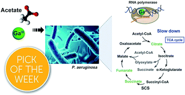 Combination of gallium(iii) with acetate for combating antibiotic ...