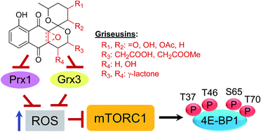 Total synthesis of griseusins and elucidation of the griseusin ...