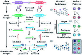 Locus-patterned sequence oriented enrichment for multi-dimensional gene ...