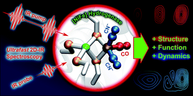Understanding the structure and dynamics of hydrogenases by ultrafast and two-dimensional ...