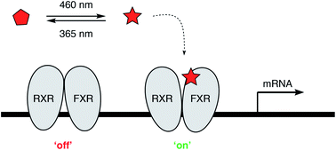 Optical control of the nuclear bile acid receptor FXR with a ...
