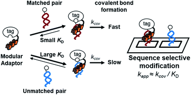 Rational design of a DNA sequence-specific modular protein tag by ...