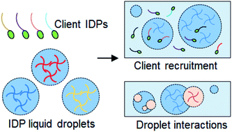 Interplay between intrinsically disordered proteins inside membraneless ...