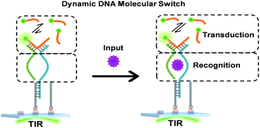 Single-molecule dynamic DNA junctions for engineering robust molecular ...