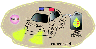 A DNAzyme-amplified DNA circuit for highly accurate microRNA detection ...