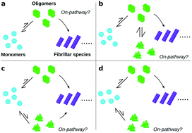 Identification of on- and off-pathway oligomers in amyloid fibril ...