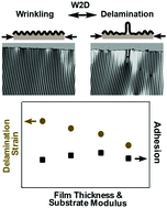 Polymer thin film adhesion utilizing the transition from surface wrinkling to delamination ...