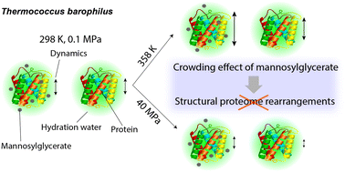 The first study on the impact of osmolytes in whole cells of high ...