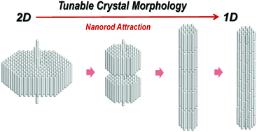 Depletion-driven morphological transitions in hexagonal crystallites of ...