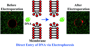 DNA translocation to giant unilamellar vesicles during electroporation ...