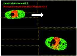 Nuclear size changes caused by local motion of cell boundaries unfold ...