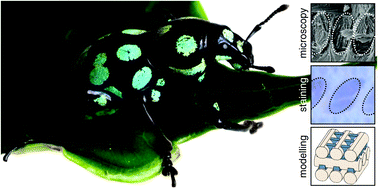 Endocuticle sclerotisation increases the mechanical stability of ...