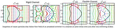 Amoeboid swimming in a compliant channel - Soft Matter (RSC Publishing)