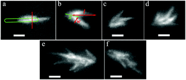 Swimming of bacterium Bacillus subtilis with multiple bundles of ...