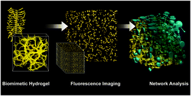 Structural characterization of fibrous synthetic hydrogels using ...