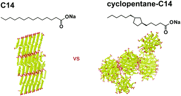 Archaeal cyclopentane fragment in a surfactant's hydrophobic tail ...