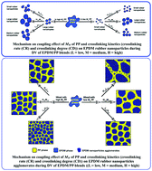 Coupling effect of molecular weight and crosslinking kinetics on the ...