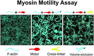 Collective and contractile filament motions in the myosin motility ...