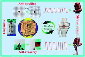 Cartilage-inspired hydrogel strain sensors with ultrahigh toughness ...