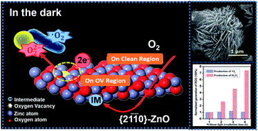 Excellent antibacterial activities in the dark of ZnO nanoflakes with ...