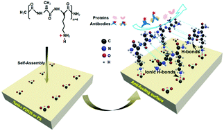 Versatile antifouling coatings based on self-assembled oligopeptides ...