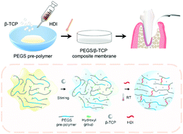 A mechanically robust and flexible PEGylated poly(glycerol sebacate)/β ...