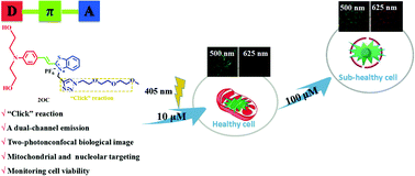 Dual-channel fluorescent probe bearing two-photon activity for cell ...