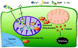 Intracellular Fenton reaction based on mitochondria-targeted copper(ii ...