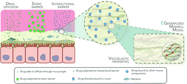 Disassembling the complexity of mucus barriers to develop a fast ...