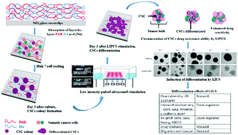 Strategy of differentiation therapy: effect of dual-frequency ...