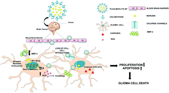Chlorotoxin modified morusin–PLGA nanoparticles for targeted ...