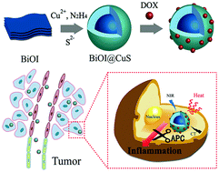 Construction of DOX/APC co-loaded BiOI@CuS NPs for safe and highly ...