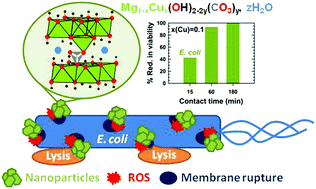 Enhanced bactericidal activity of brucite through partial copper ...