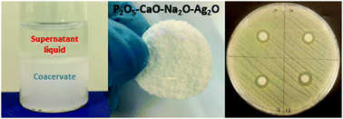 Antibacterial silver-doped phosphate-based glasses prepared by ...