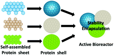 Functional protein shells fabricated from the self-assembling protein ...