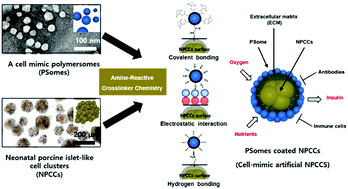 Cell-mimic polymersome-shielded islets for long-term immune protection ...