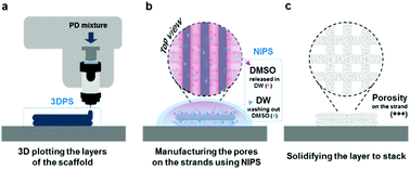 Fabrication of 3D plotted scaffold with microporous strands for bone ...