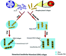 Highly aligned hierarchical intrafibrillar mineralization of collagen ...