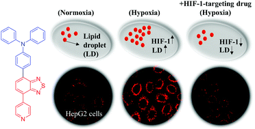 A lipophilic AIEgen for lipid droplet imaging and evaluation of the ...