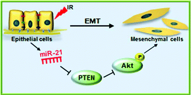 MiRNA-21 functions in ionizing radiation-induced epithelium-to ...