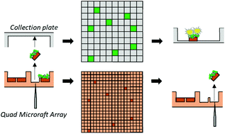 Microraft array-based platform for sorting of viable microcolonies ...