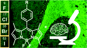 Imaging lipophilic regions in rodent brain tissue with halogenated ...