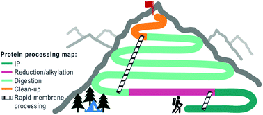 Improving the throughput of immunoaffinity purification and enzymatic ...