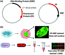 DNA binding fluorescent proteins as single-molecule probes - Analyst ...