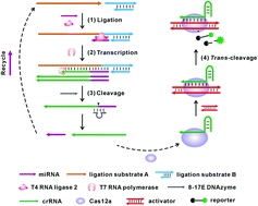 A Cas12a-mediated cascade amplification method for microRNA detection ...