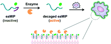 Enzyme-activated anchoring of peptide probes onto plasma membranes for ...